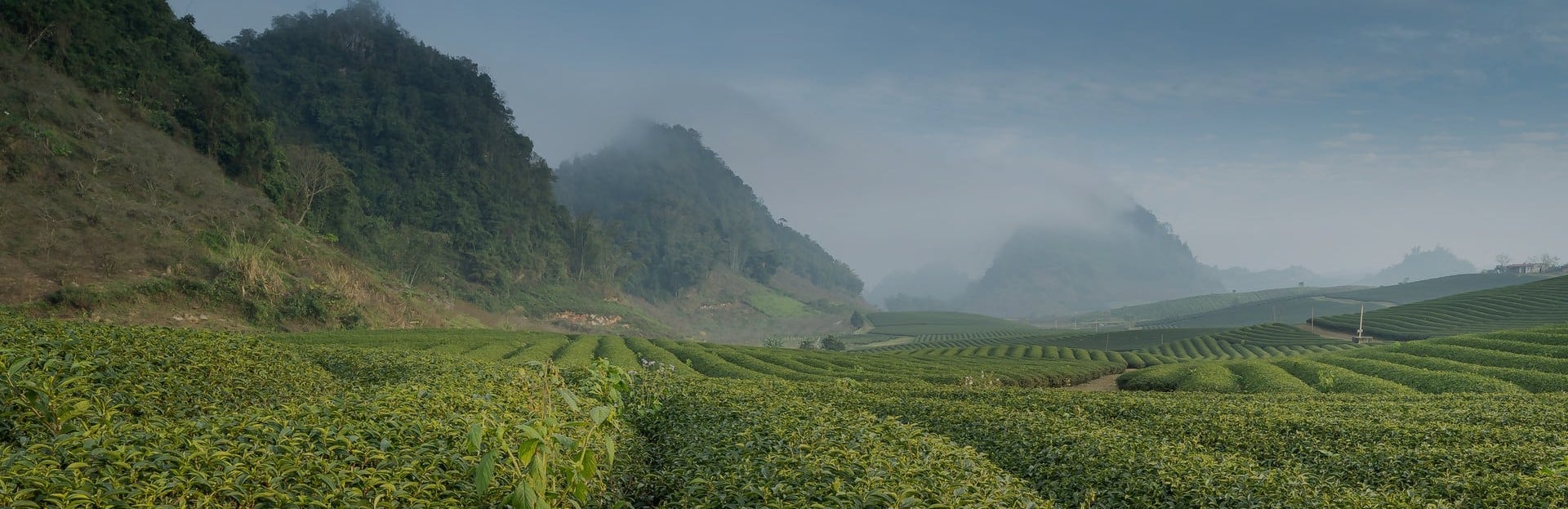 Matcha – Premium Loose Leaf Matcha Teas – T. Kettle